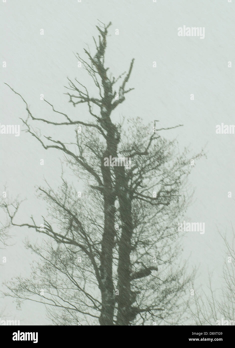 Windswept dead tree hi-res stock photography and images - Alamy