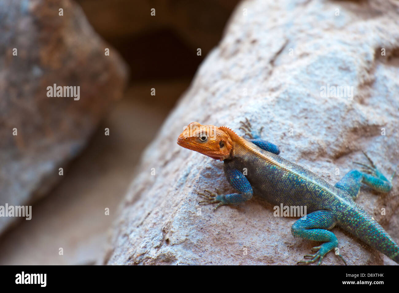 East African Rainbow Lizard Stock Photo - Alamy