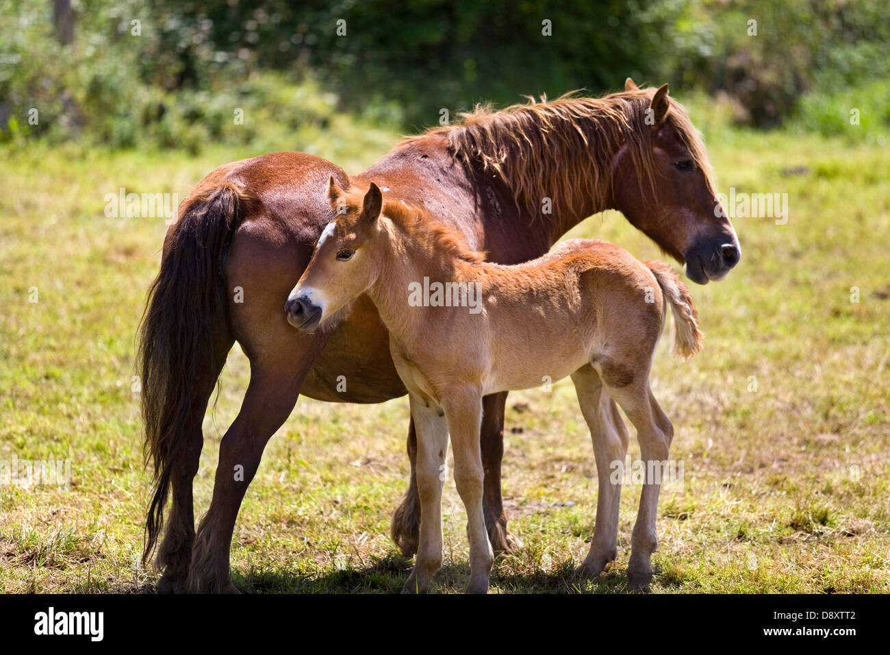 Mare and colt in a prairie Stock Photo - Alamy