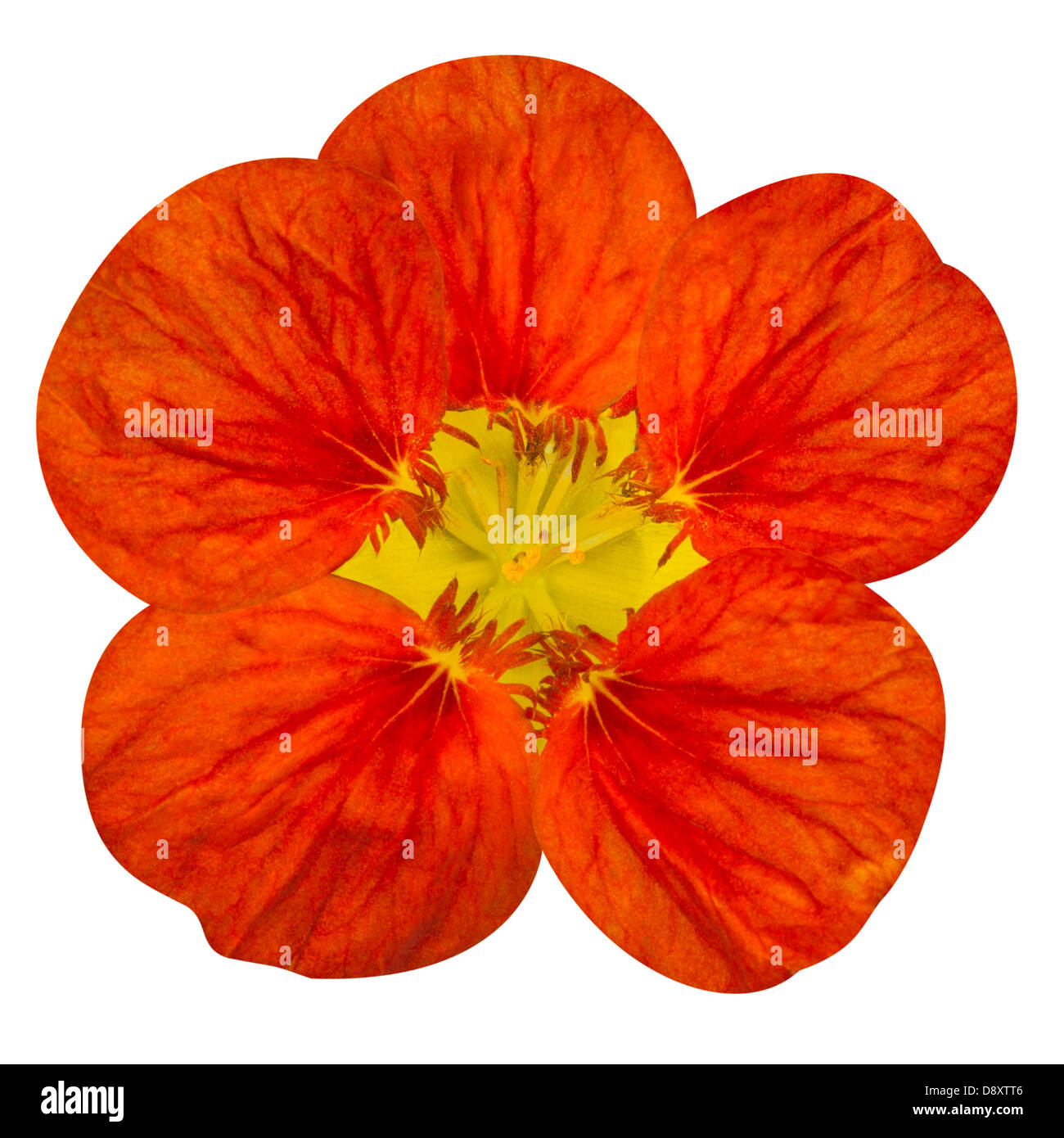 Red nasturtium flower Isolated on White Background Stock Photo - Alamy
