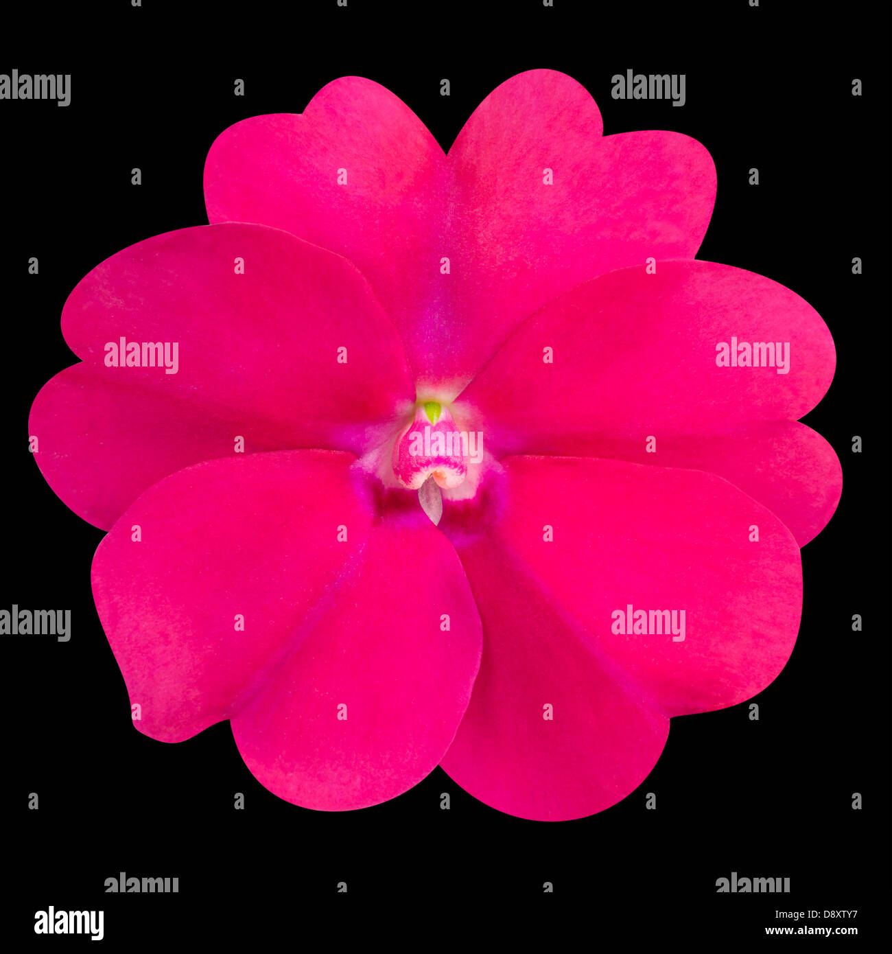 Pink Primrose like Flower Isolated on Black Background. Macro Closeup ...