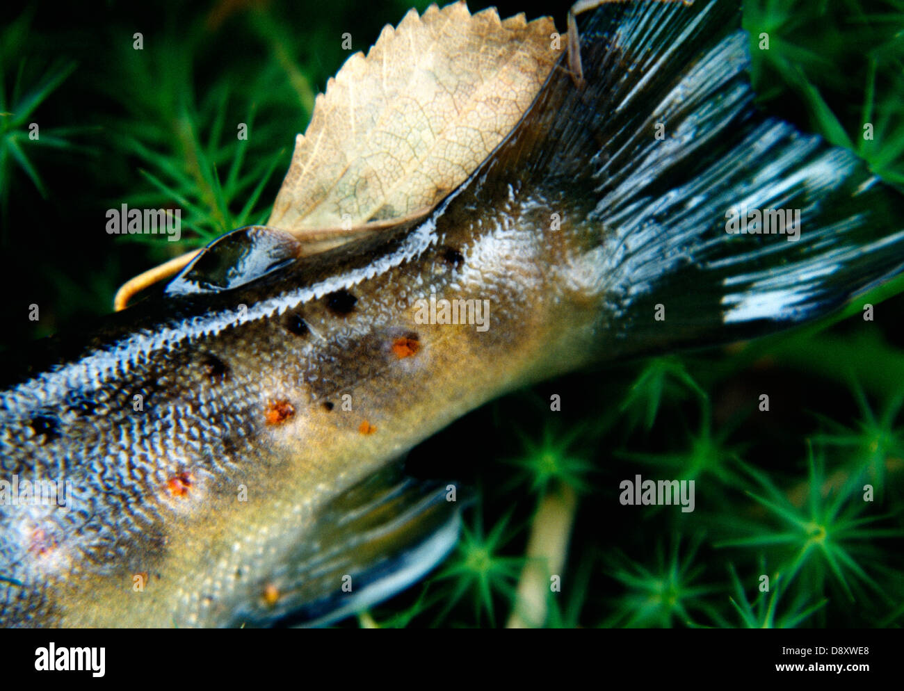 The tail of a fish Stock Photo - Alamy