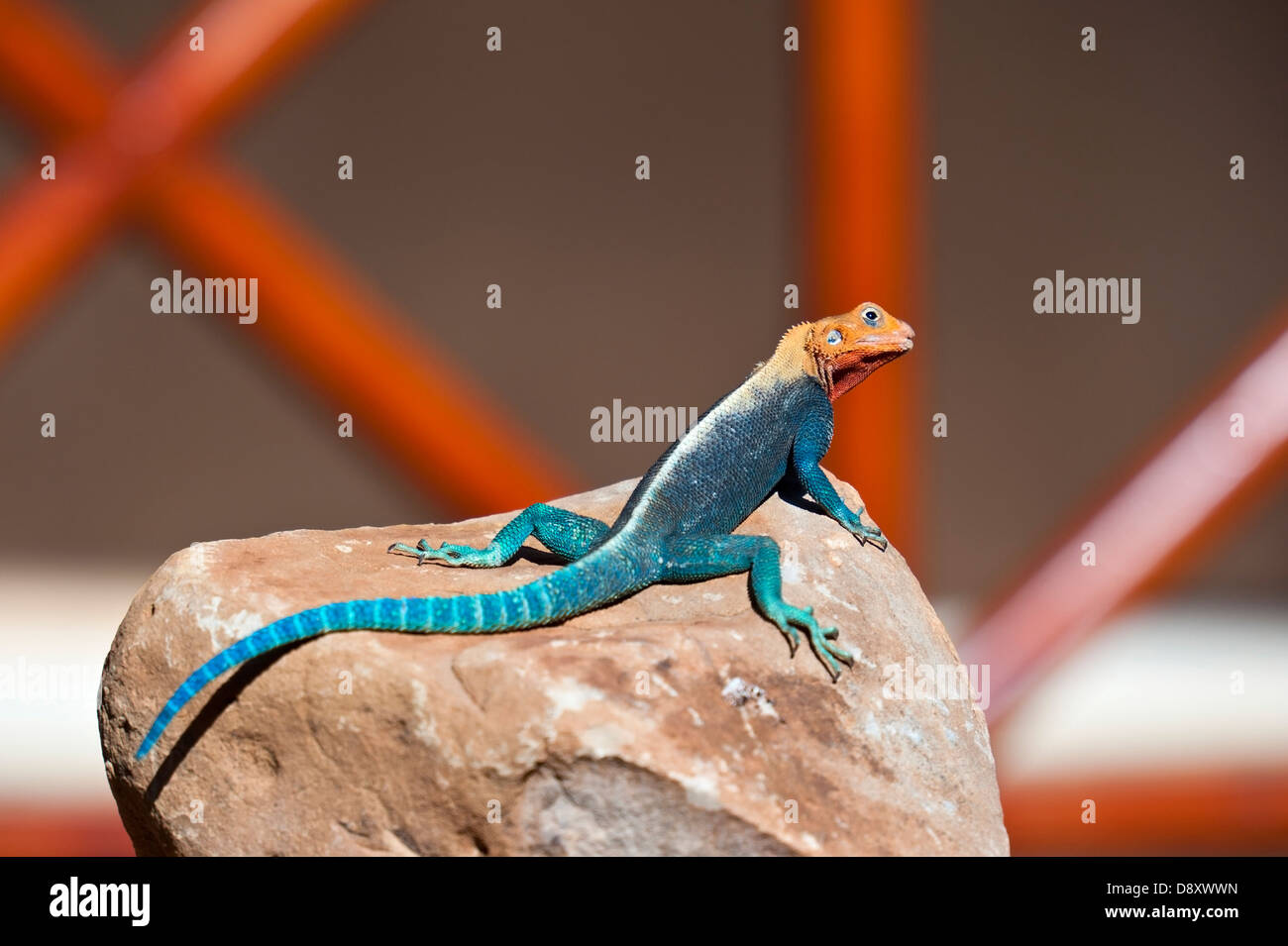 East African Rainbow Lizard Stock Photo - Alamy