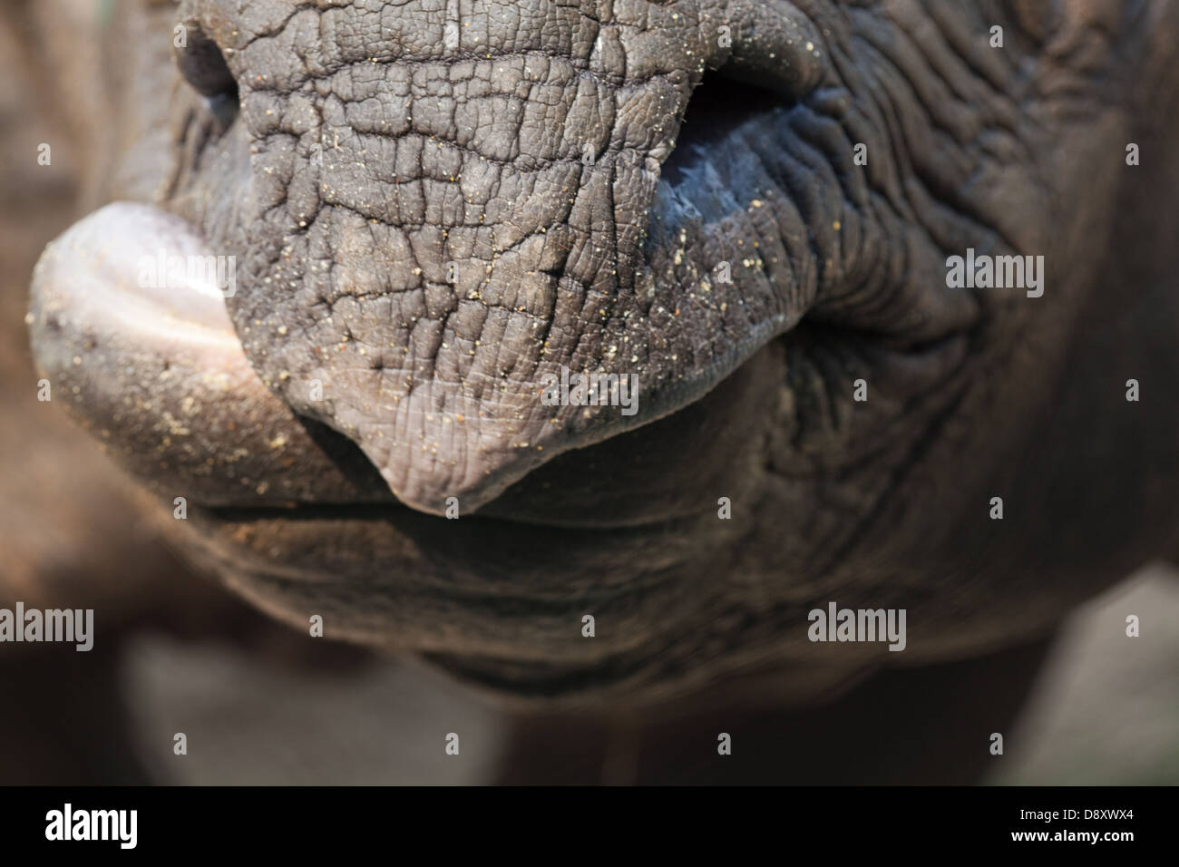 Asian or Indian Greater One-horned Rhinocerus (Rhinoceros unicornis ...