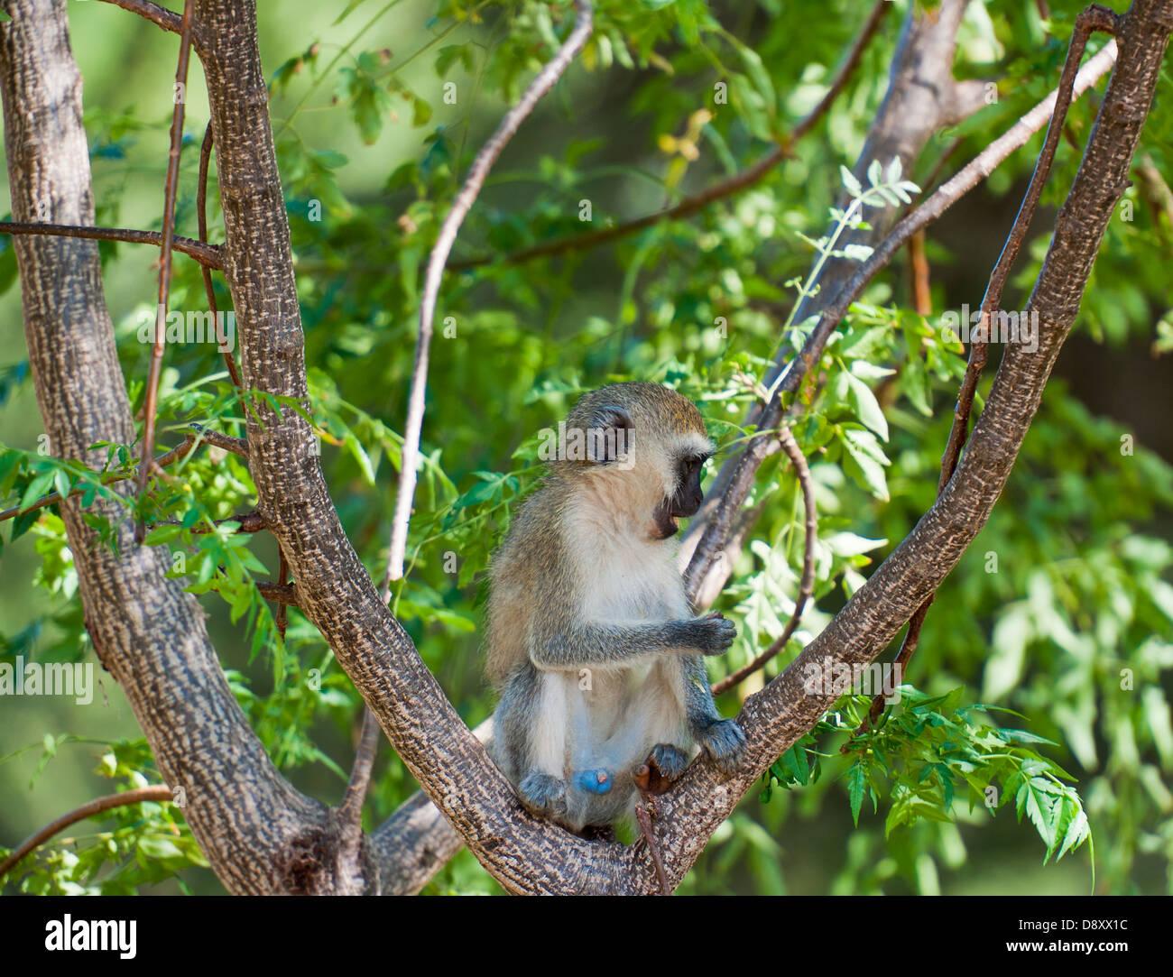 Blue Balled Monkey in Haller Park Stock Photo - Alamy