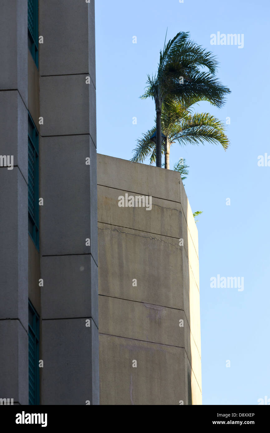 Palm Tree on a High Rise Building in Malate in Metro Manila ...