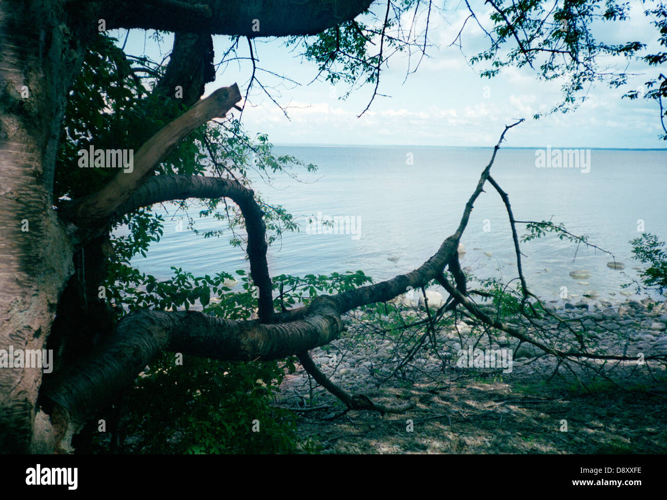 Tree on a beach Stock Photo - Alamy