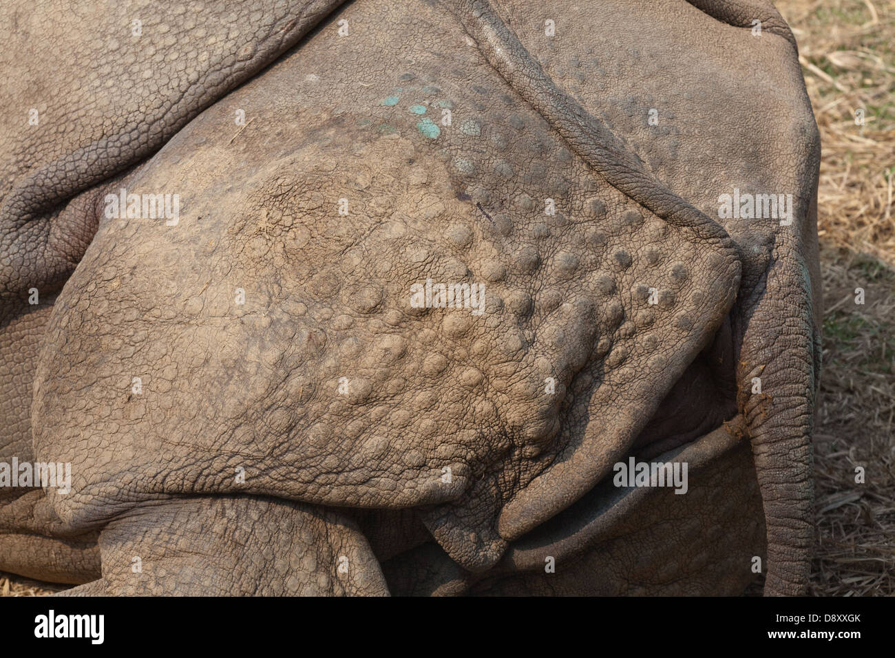 Rhino relief hi-res stock photography and images - Alamy