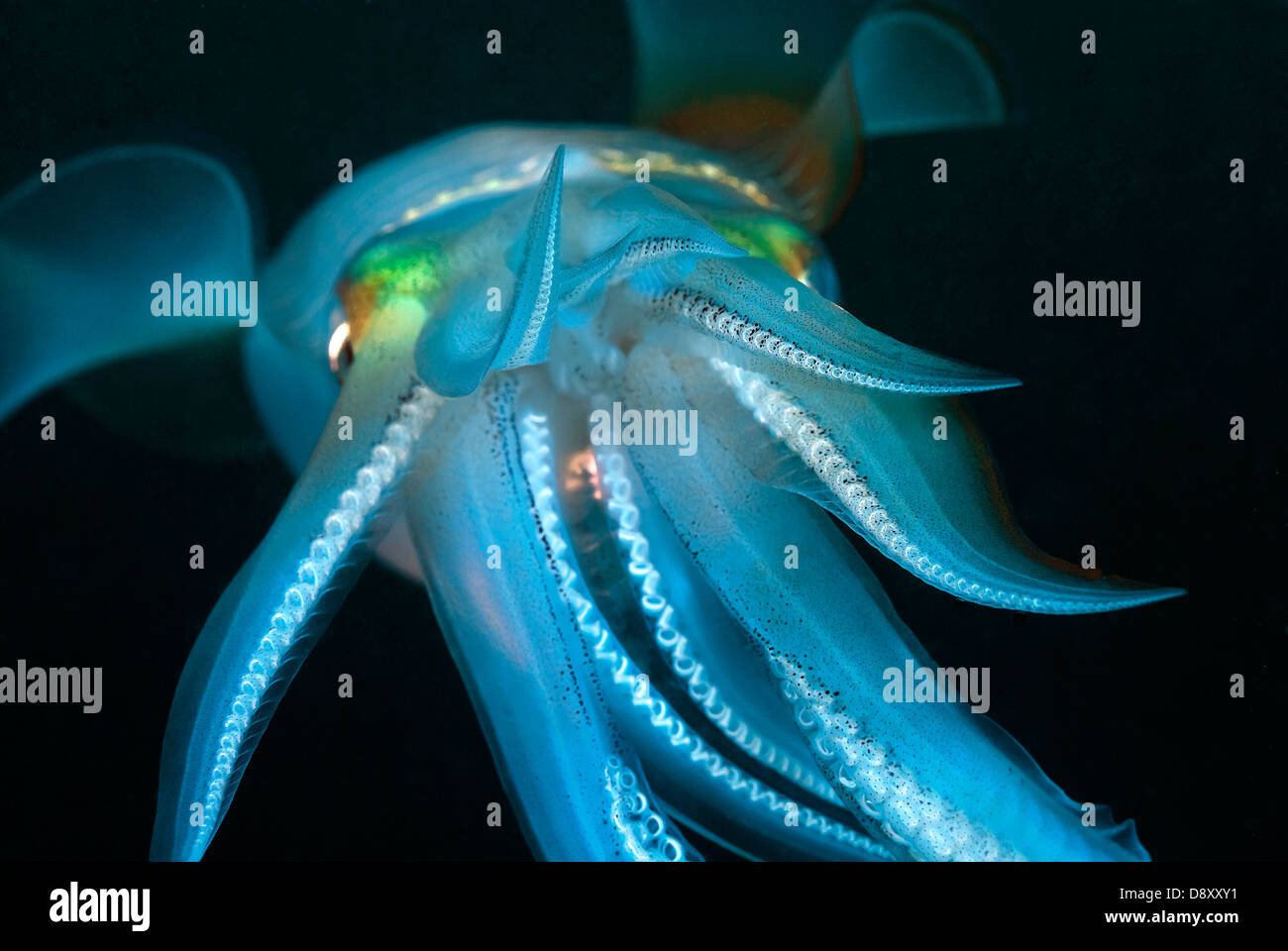 Squid (Sepioteuthis) swimming in mid water at night, Mabul Island ...