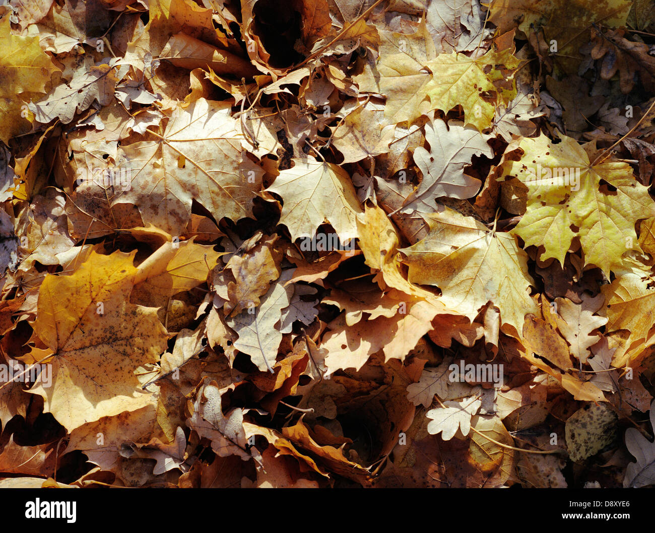 With nature and leaves and brown hi-res stock photography and images ...