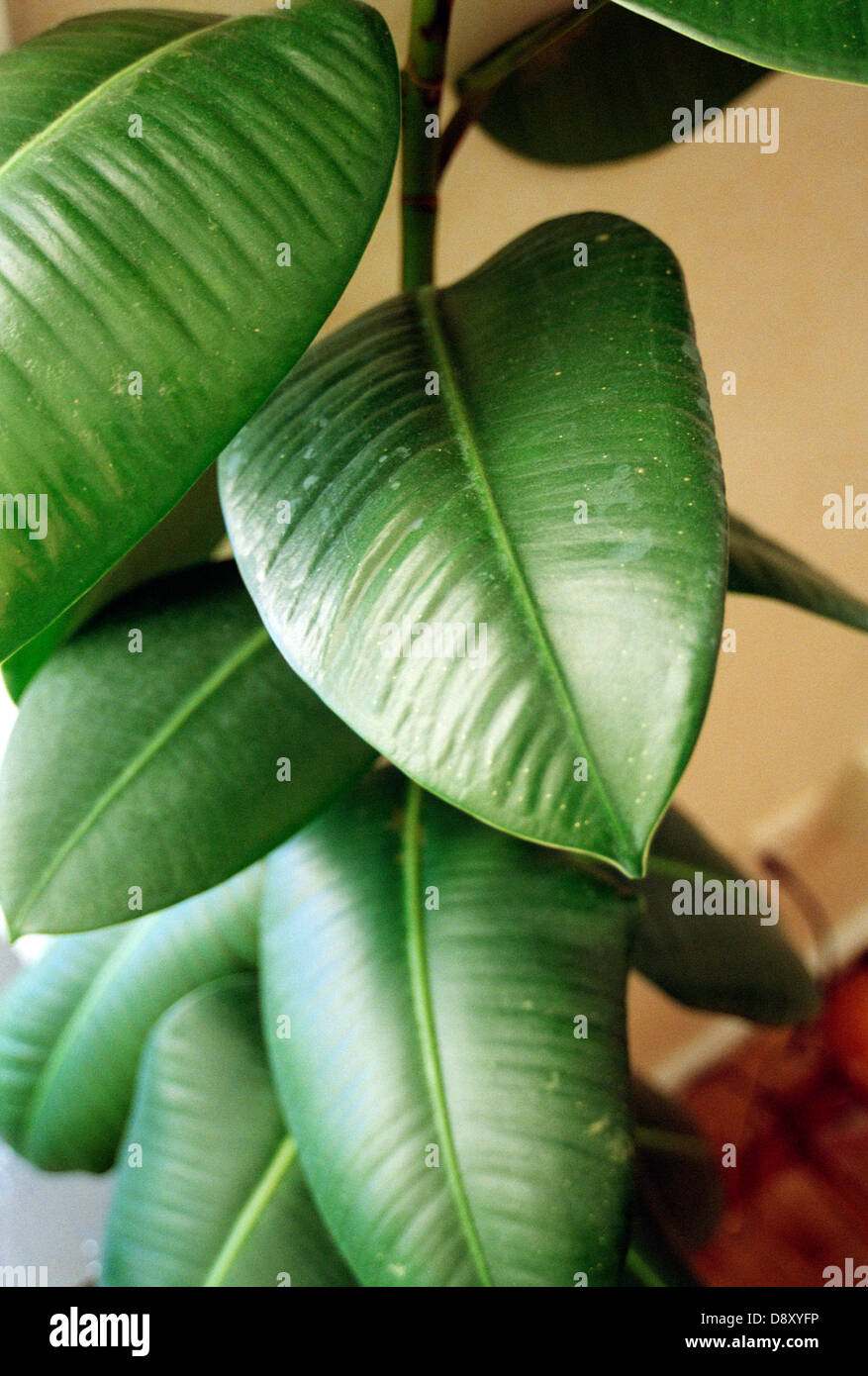 Green leaves on a plant, Sweden Stock Photo - Alamy