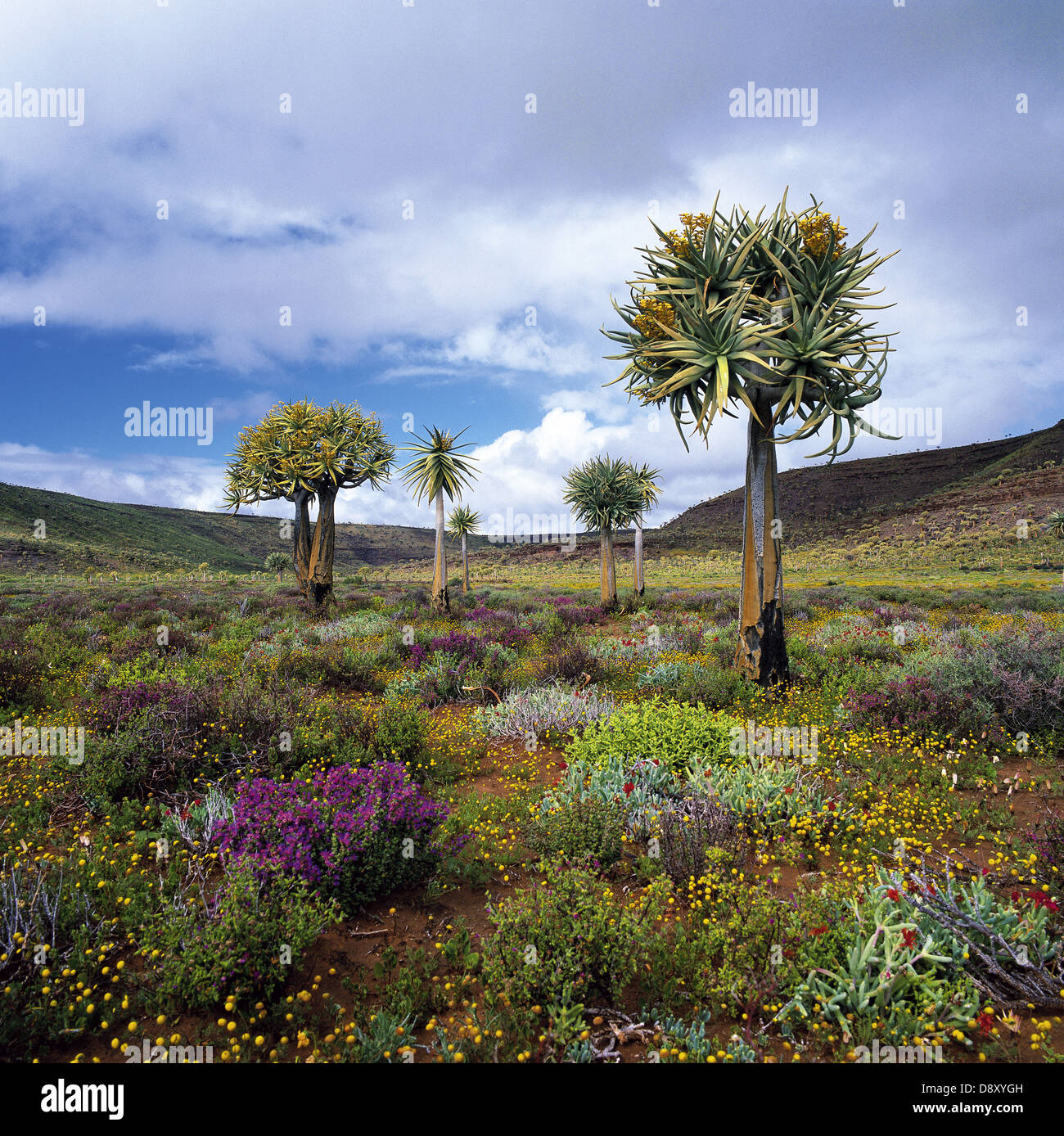 Quiver tree forest, Nieuwoudtville, Northern Cape, South Africa Stock ...