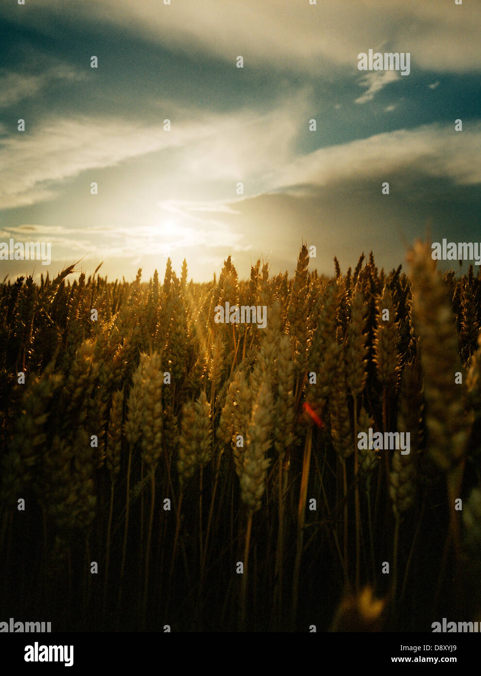Field of wheat, Sweden Stock Photo - Alamy