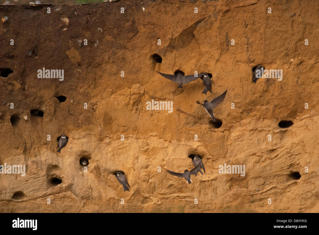 Colony of Sand Martins (Riparia riparia) at nesting cliff Stock Photo ...