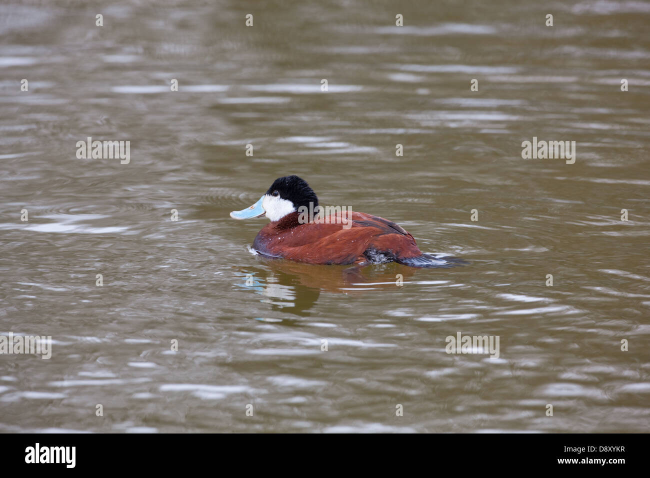 North american ducks hi-res stock photography and images - Alamy