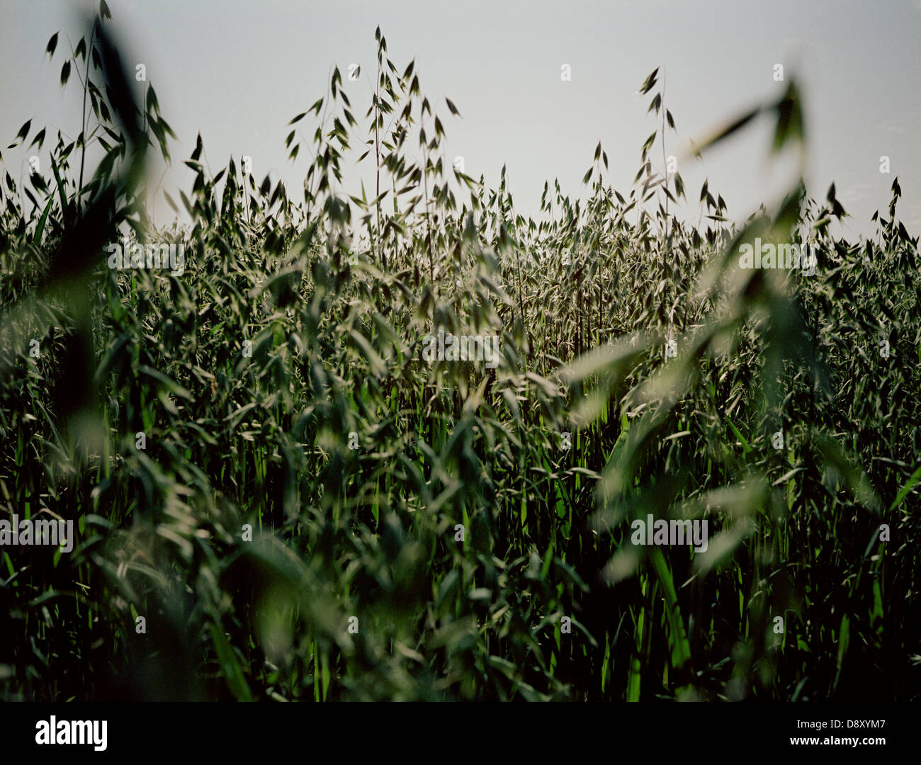 Crops in field Stock Photo - Alamy