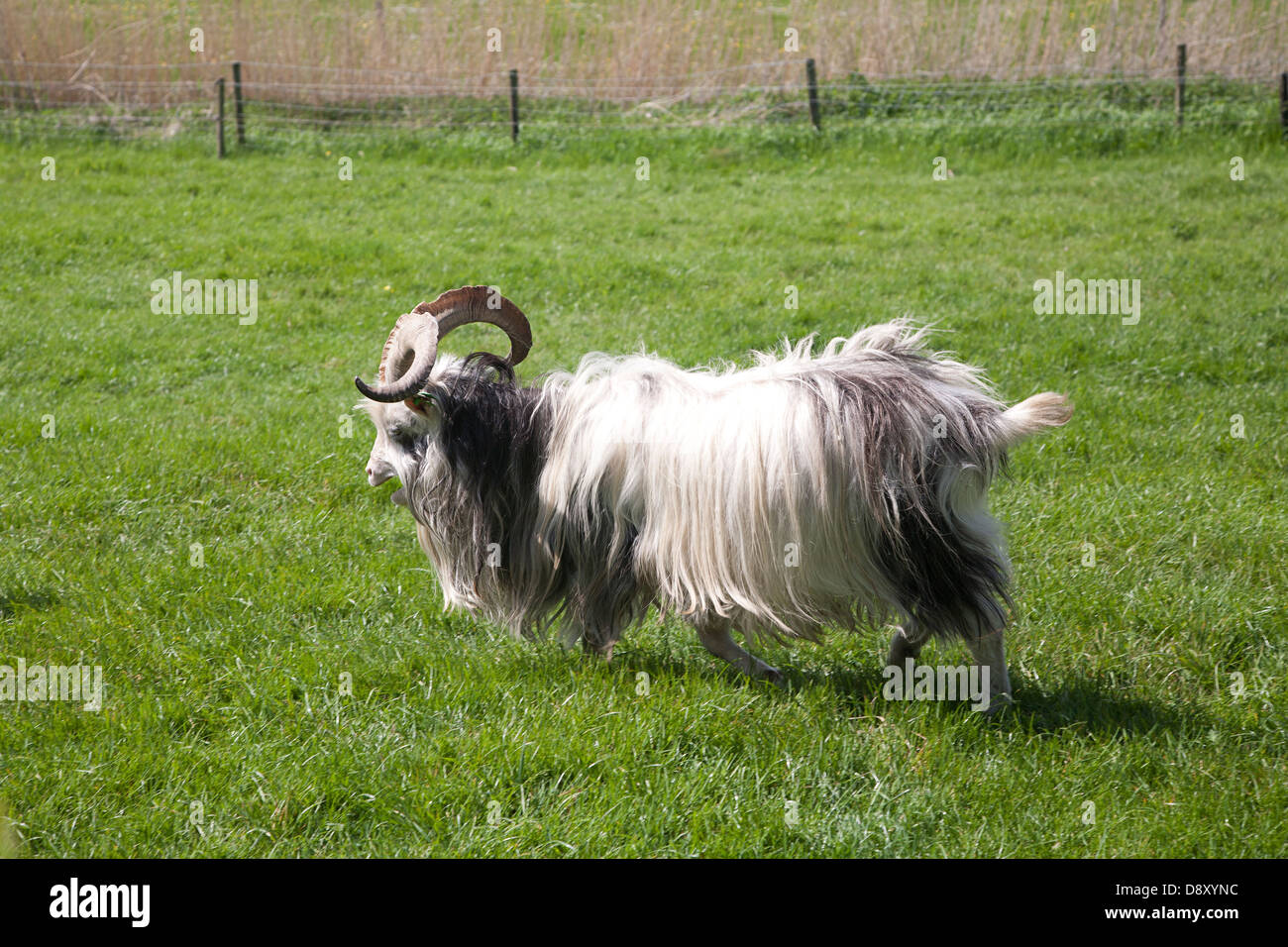 Typical Dutch male goat Schokland, Flevoland, The Netherlands Stock ...