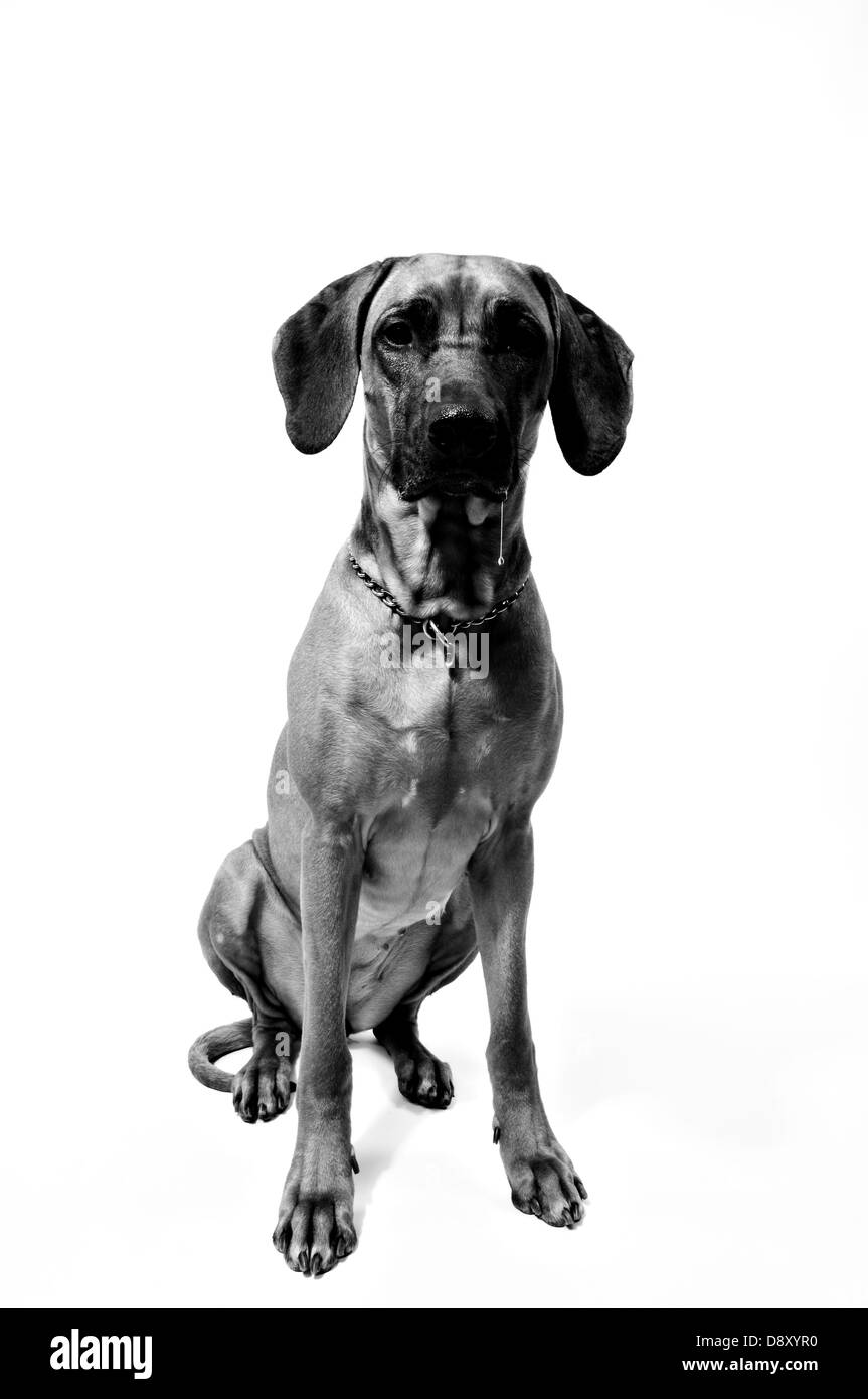 Dog and background Black and White Stock Photos & Images - Alamy