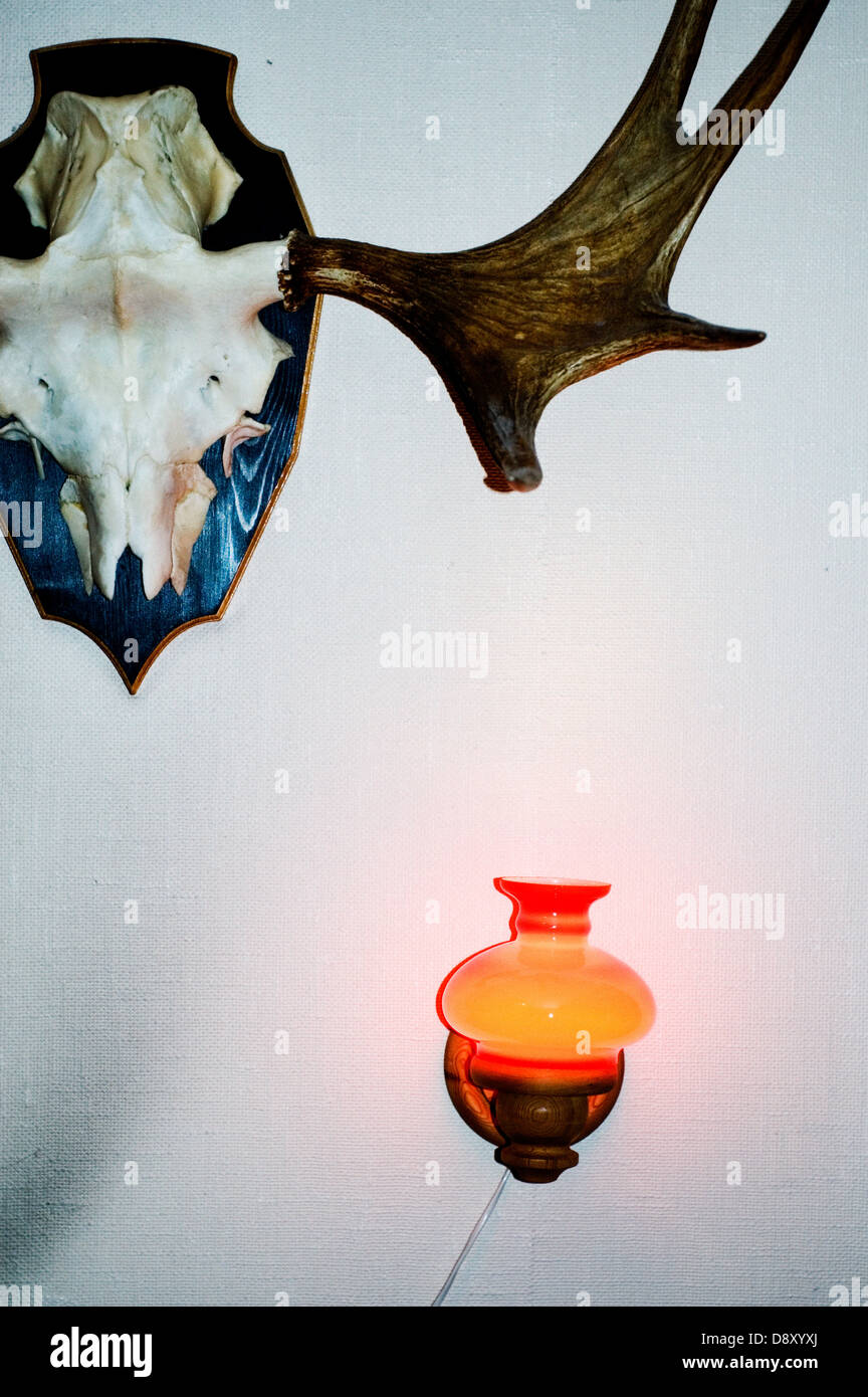 Horn from an elk on a wall Stock Photo - Alamy