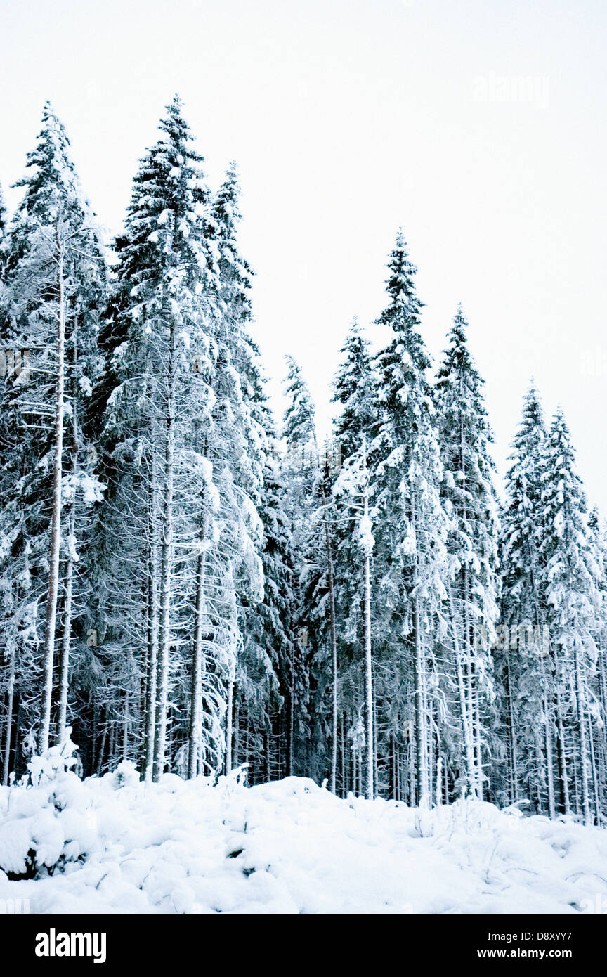 Trees in a forest covered in snow Stock Photo - Alamy