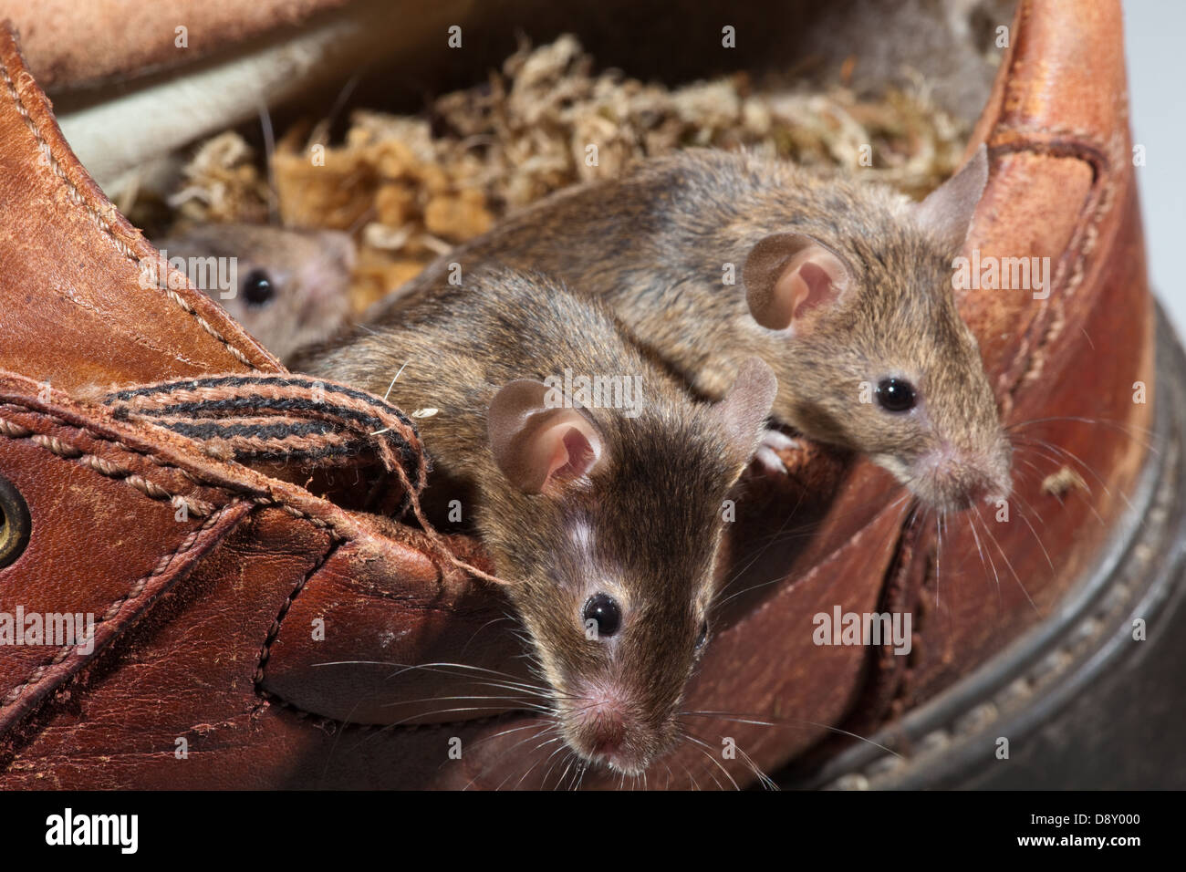 Muscles the mouse hi-res stock photography and images - Alamy