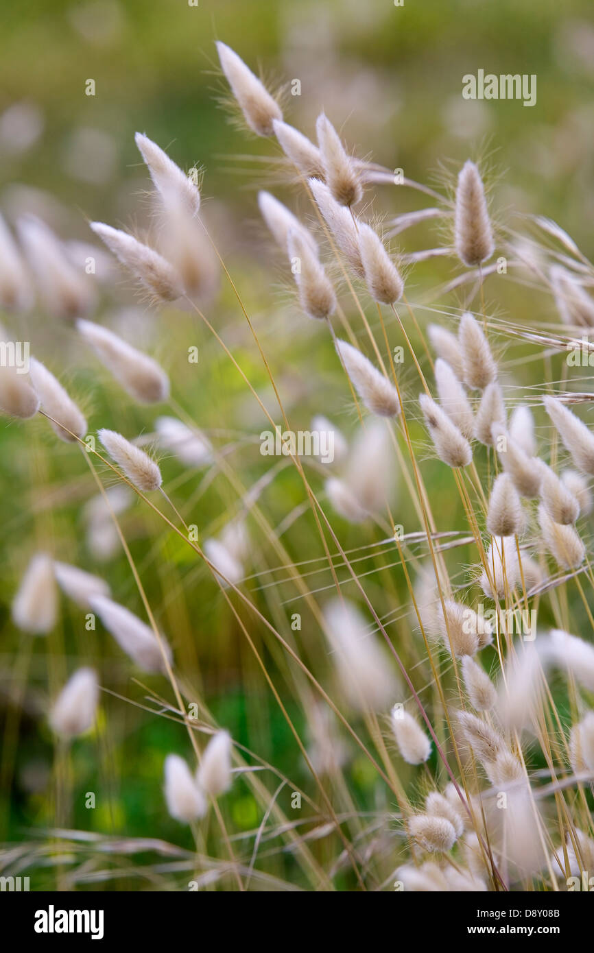 Prairie grass detail hi-res stock photography and images - Alamy