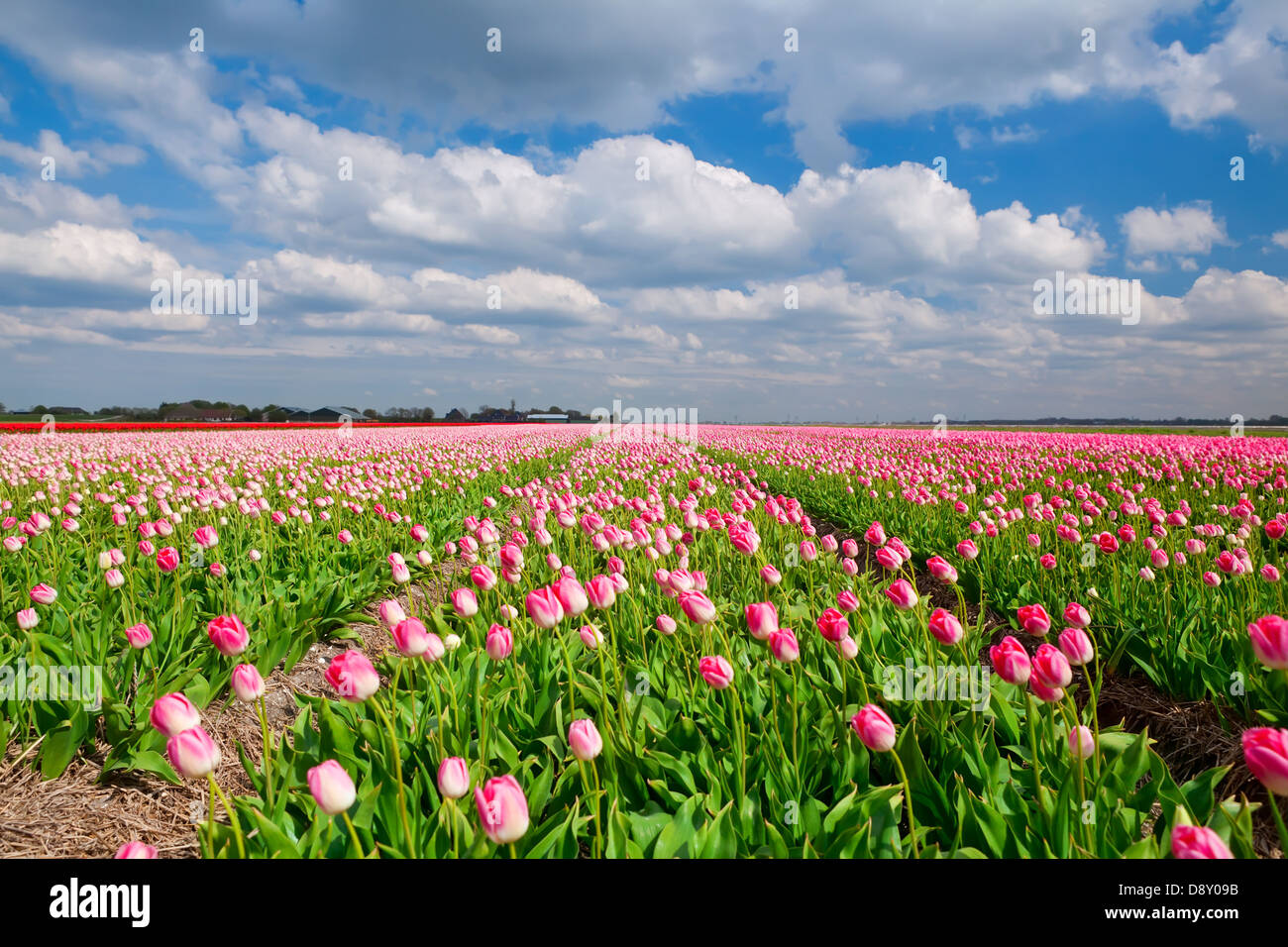 Green field pink sky hi-res stock photography and images - Alamy