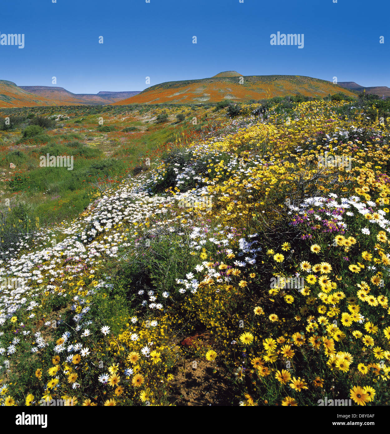 Spring flowers in western hi-res stock photography and images - Alamy
