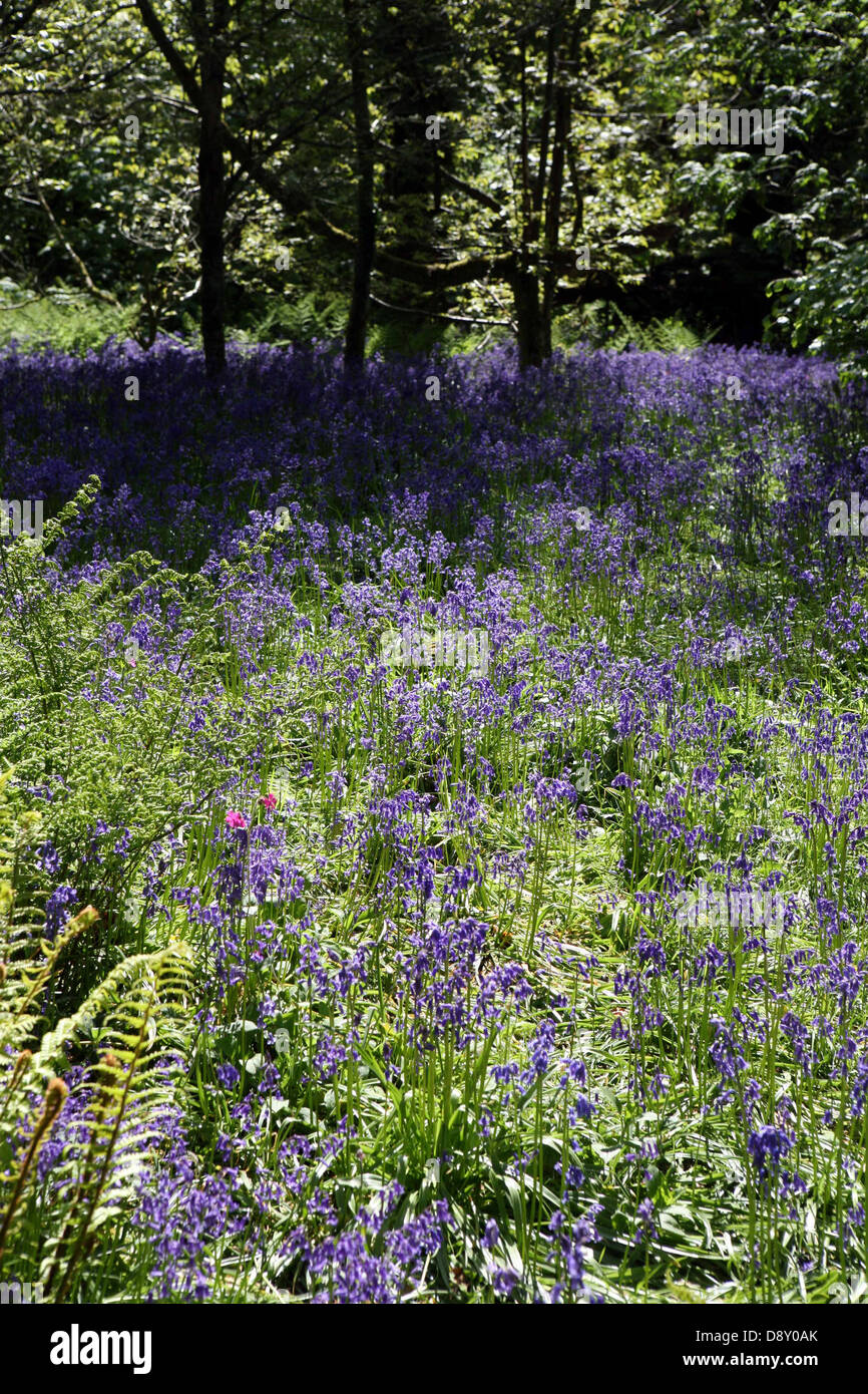 Bluebells in Lanhydrock gardens Cornwall Stock Photo - Alamy