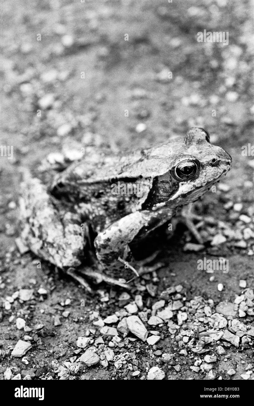 Frog amphibians Black and White Stock Photos & Images - Alamy