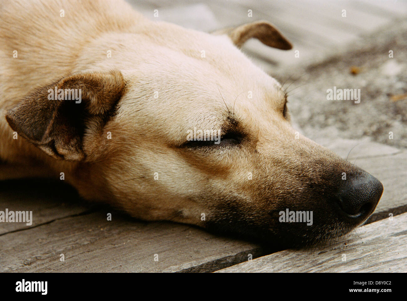 A Tired Dog Stock Photo - Alamy