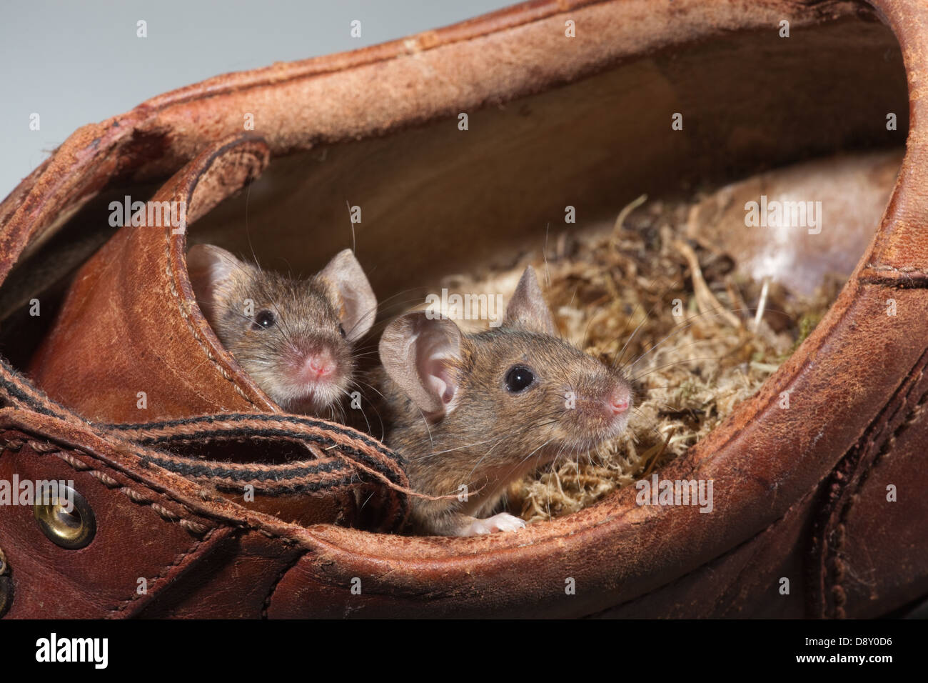 Muscles the mouse hi-res stock photography and images - Alamy