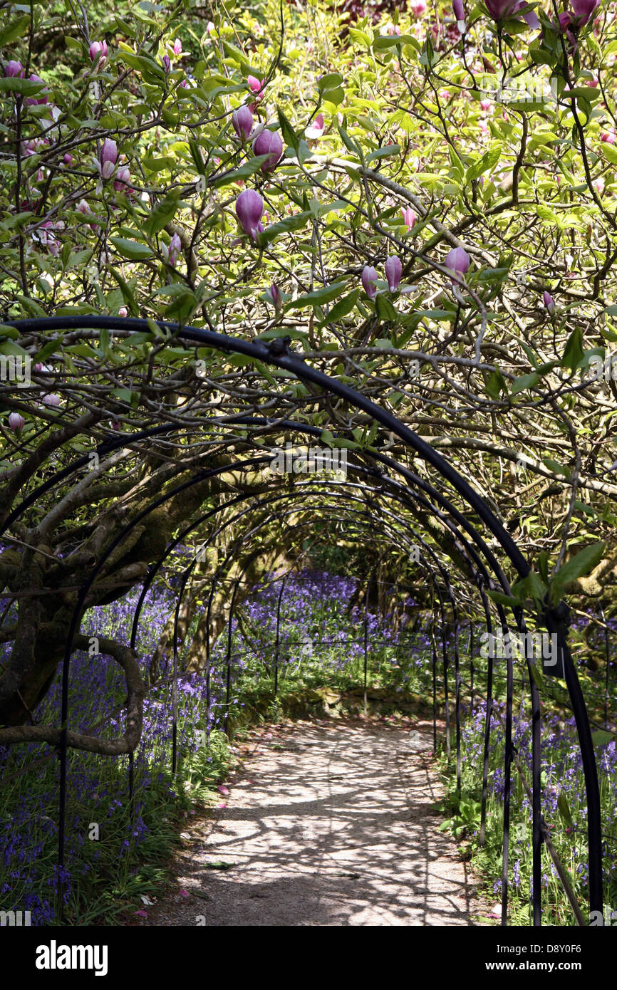 Lanhydrock gardens in Spring, Cornwall Stock Photo - Alamy