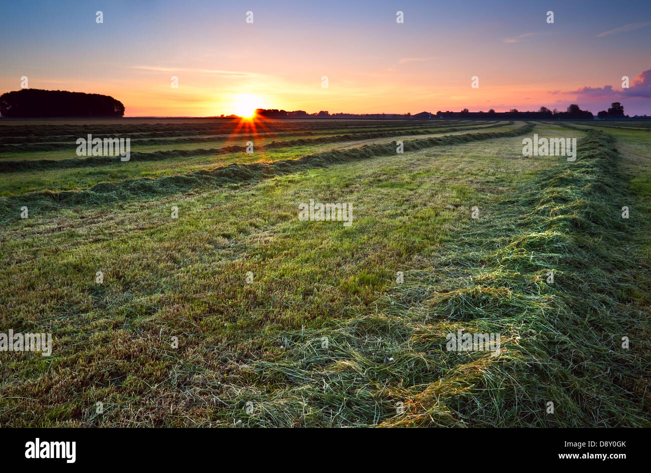 Hay sun hi-res stock photography and images - Alamy