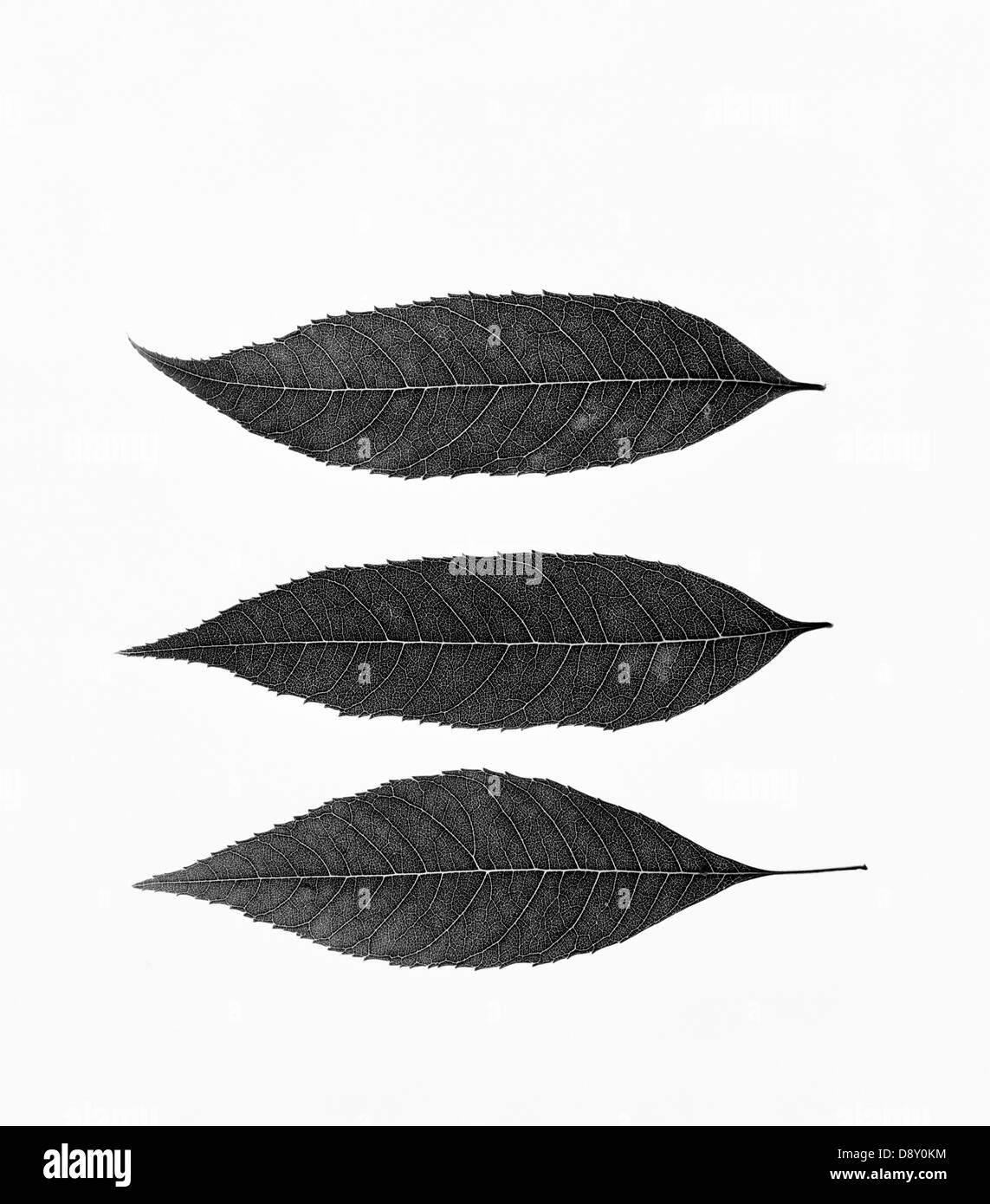 Three vertical leaves hi-res stock photography and images - Alamy