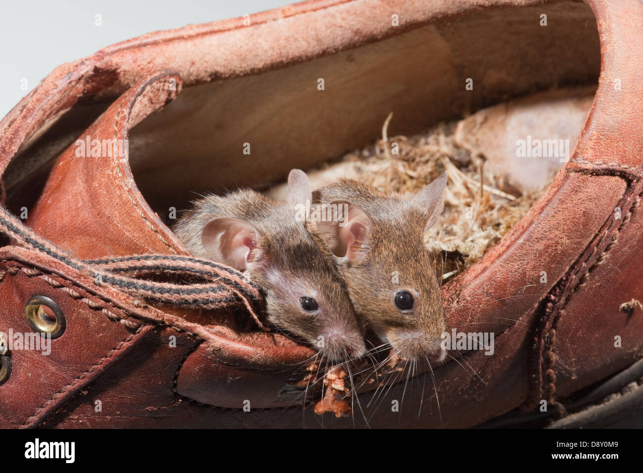 Muscles the mouse hi-res stock photography and images - Alamy