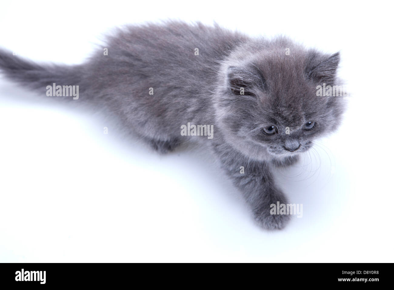 Little gray kitten playing isolated on white background Stock Photo - Alamy