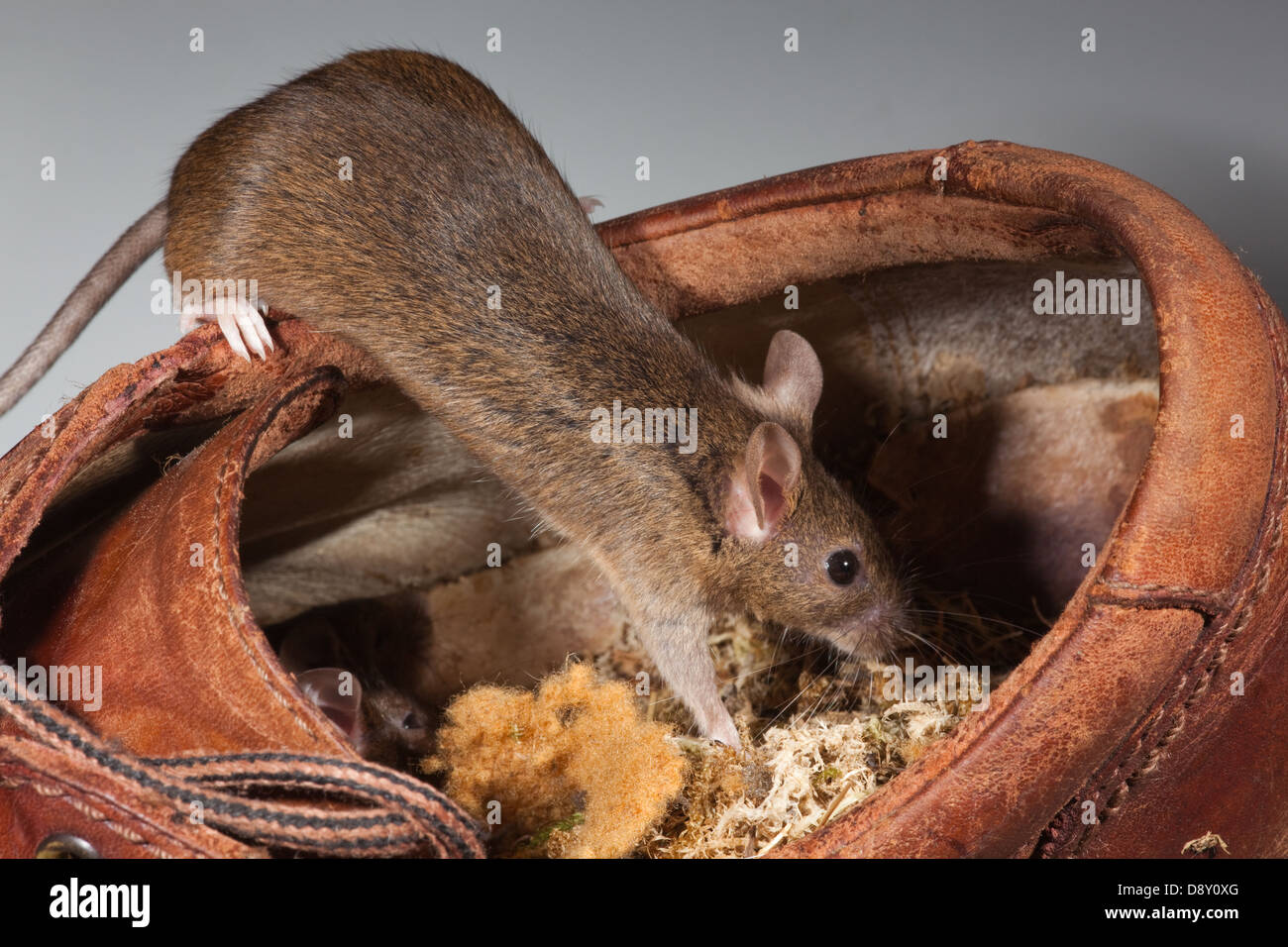 Muscles the mouse hi-res stock photography and images - Alamy