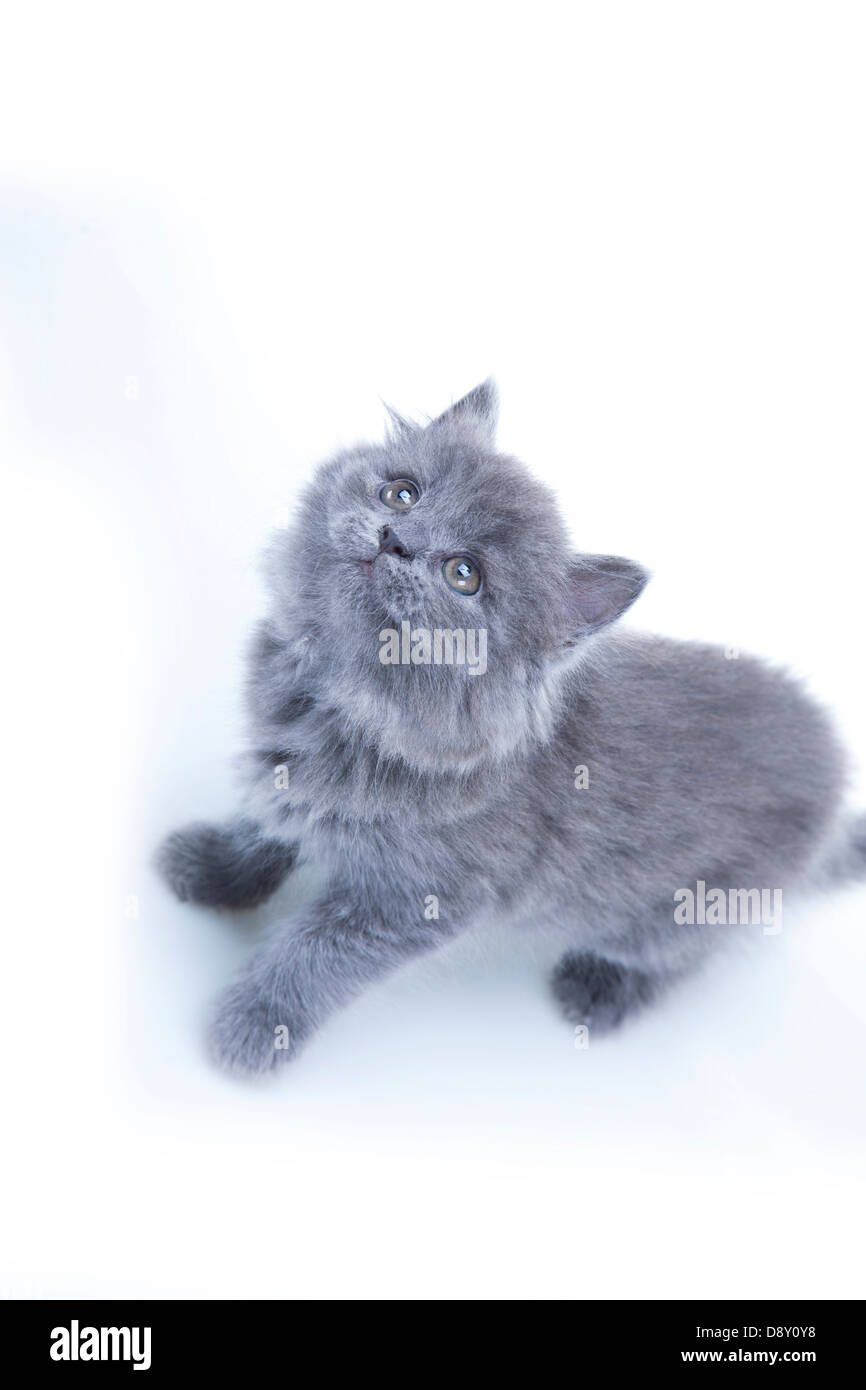 Little gray kitten playing isolated on white background Stock Photo - Alamy