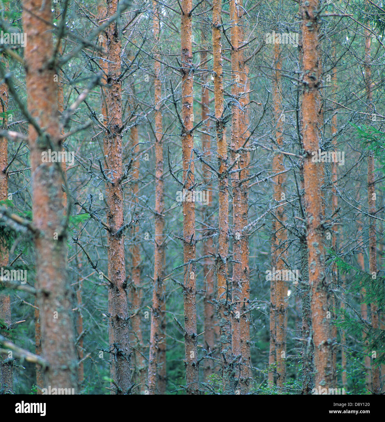 Conifer trees hi-res stock photography and images - Alamy