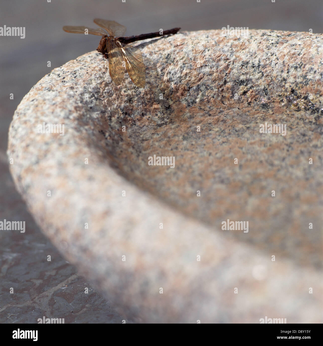Insect on a stone pot Stock Photo - Alamy