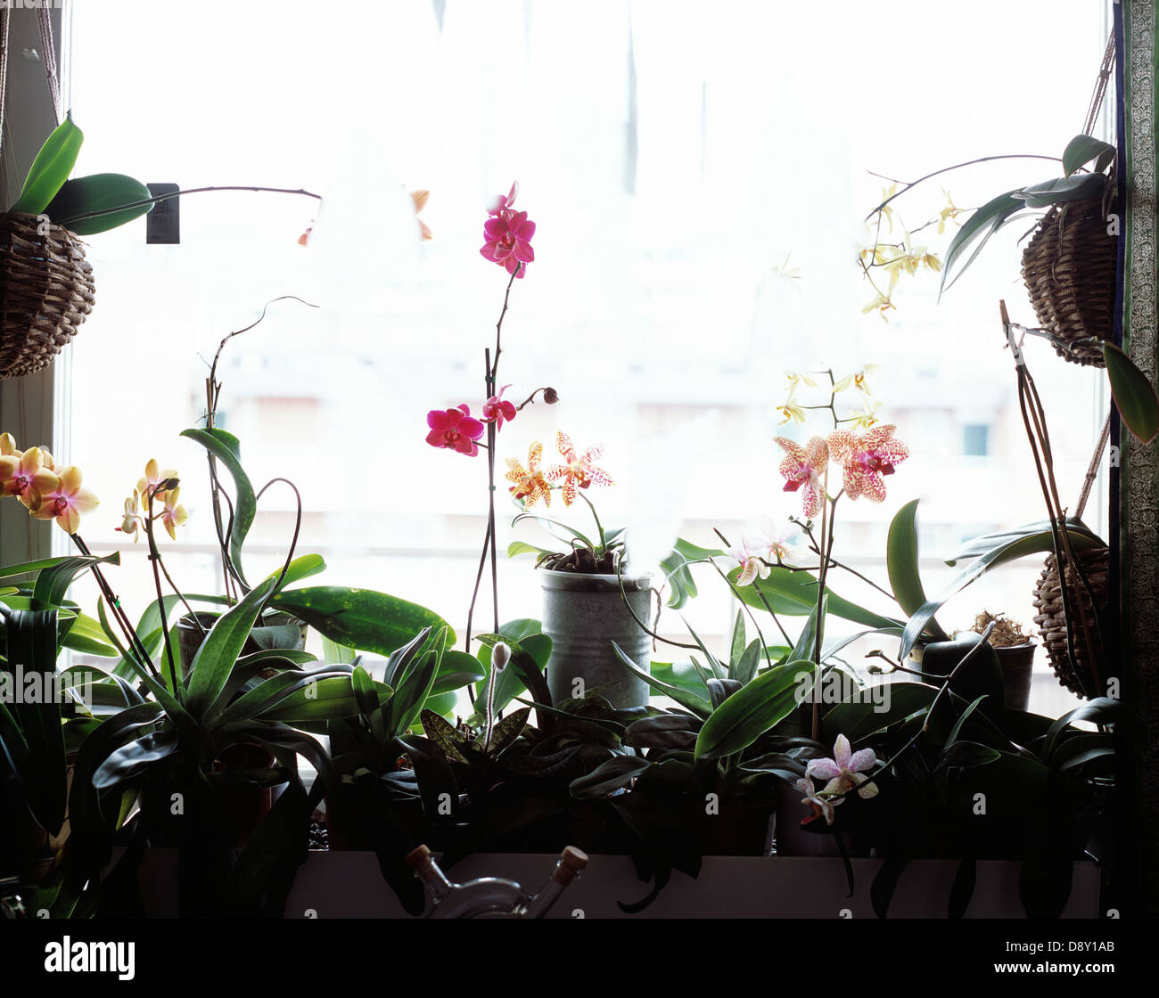 Cultivating of orchids in a window Stock Photo - Alamy
