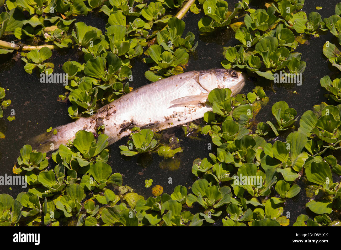 Gulshan Lake Fish dead on surface of polluted inner city lake Asia ...