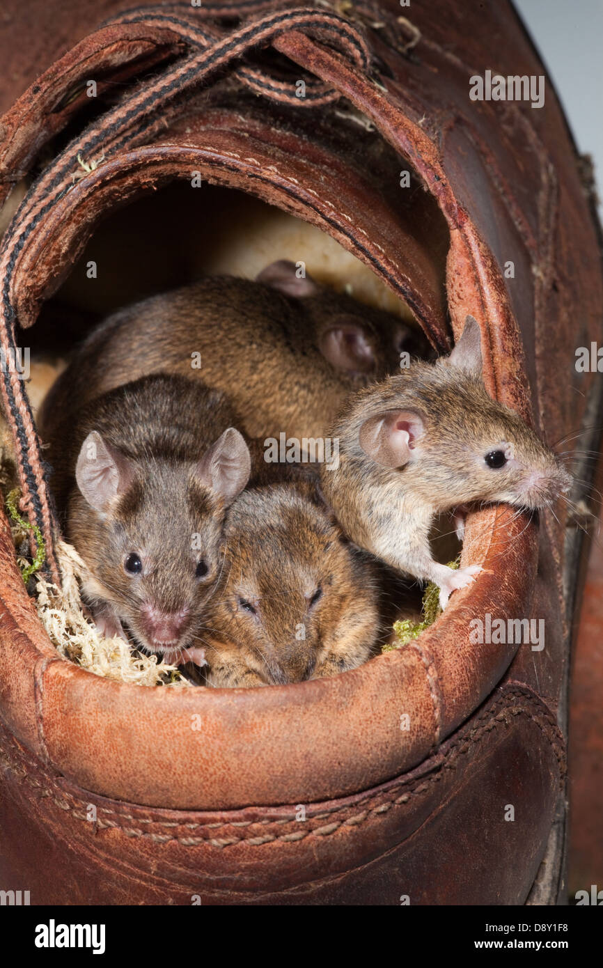 House mice mus musculus extended hi-res stock photography and images ...