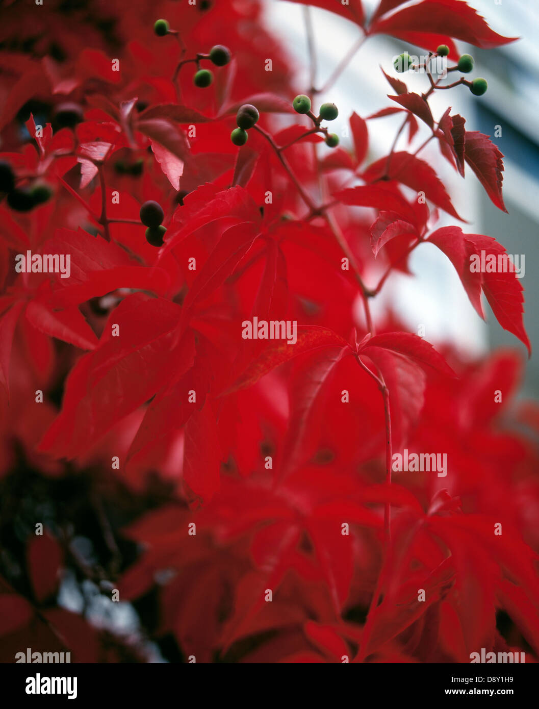 Red leaves on a tree Stock Photo - Alamy