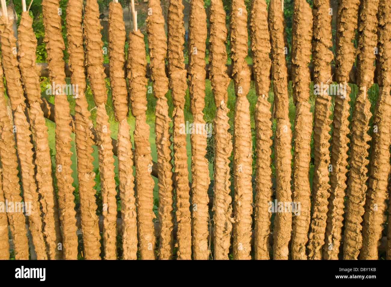 Bangladeshi cows hi-res stock photography and images - Alamy