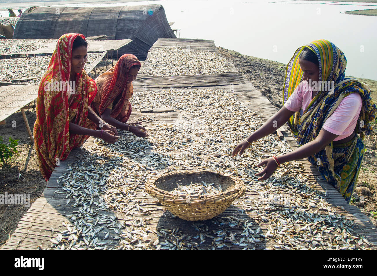 Women outside sorting tables of small fish which are drying in the sun ...