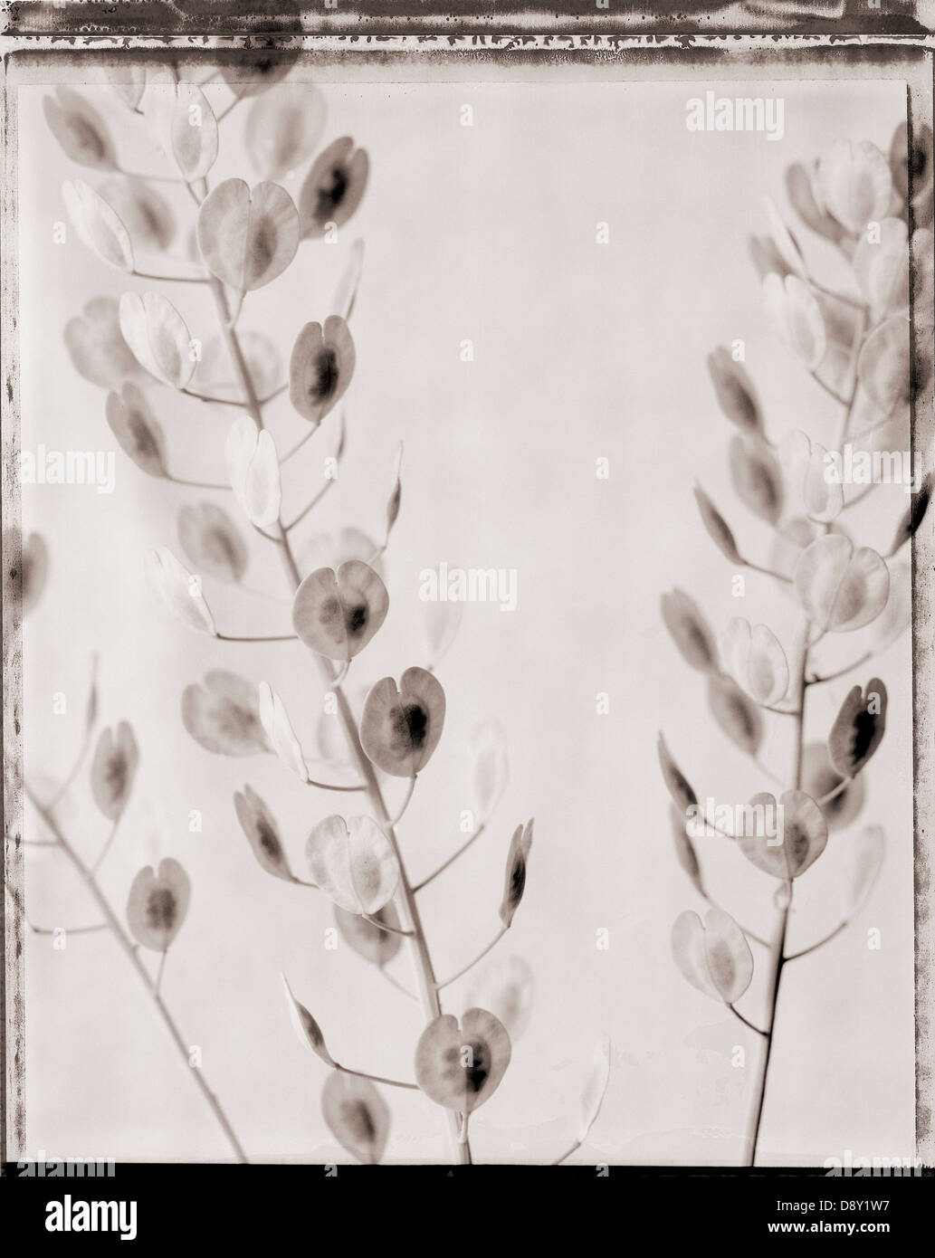 Field cress hi-res stock photography and images - Alamy