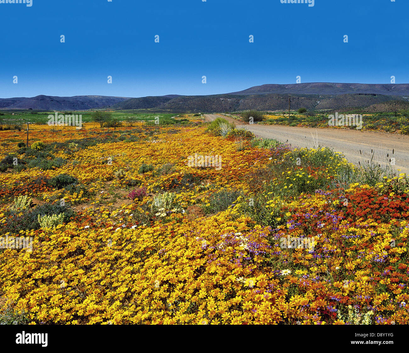 Namaqualand, south africa hi-res stock photography and images - Alamy