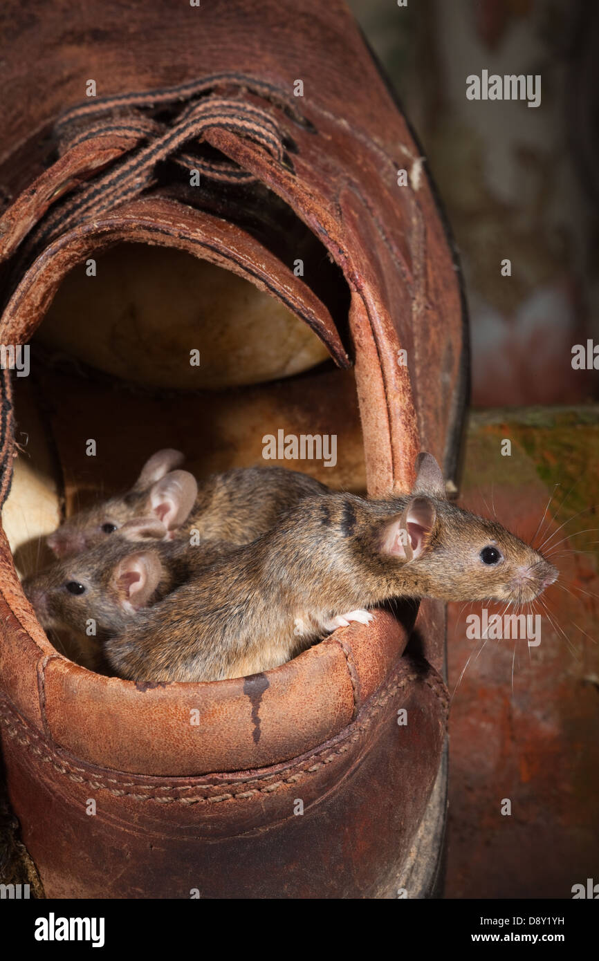 House mice hi-res stock photography and images - Alamy